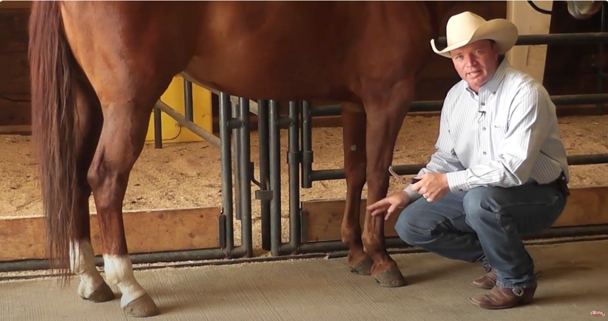 Understanding Horse Bot Flies: Life Cycle, Treatment and Egg Removal ...