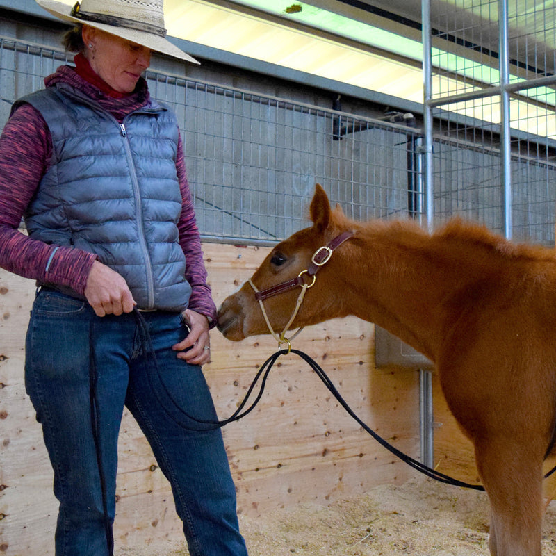 How to Halter Train a Foal: Kalley Krickeberg’s 5 Stage Process ...