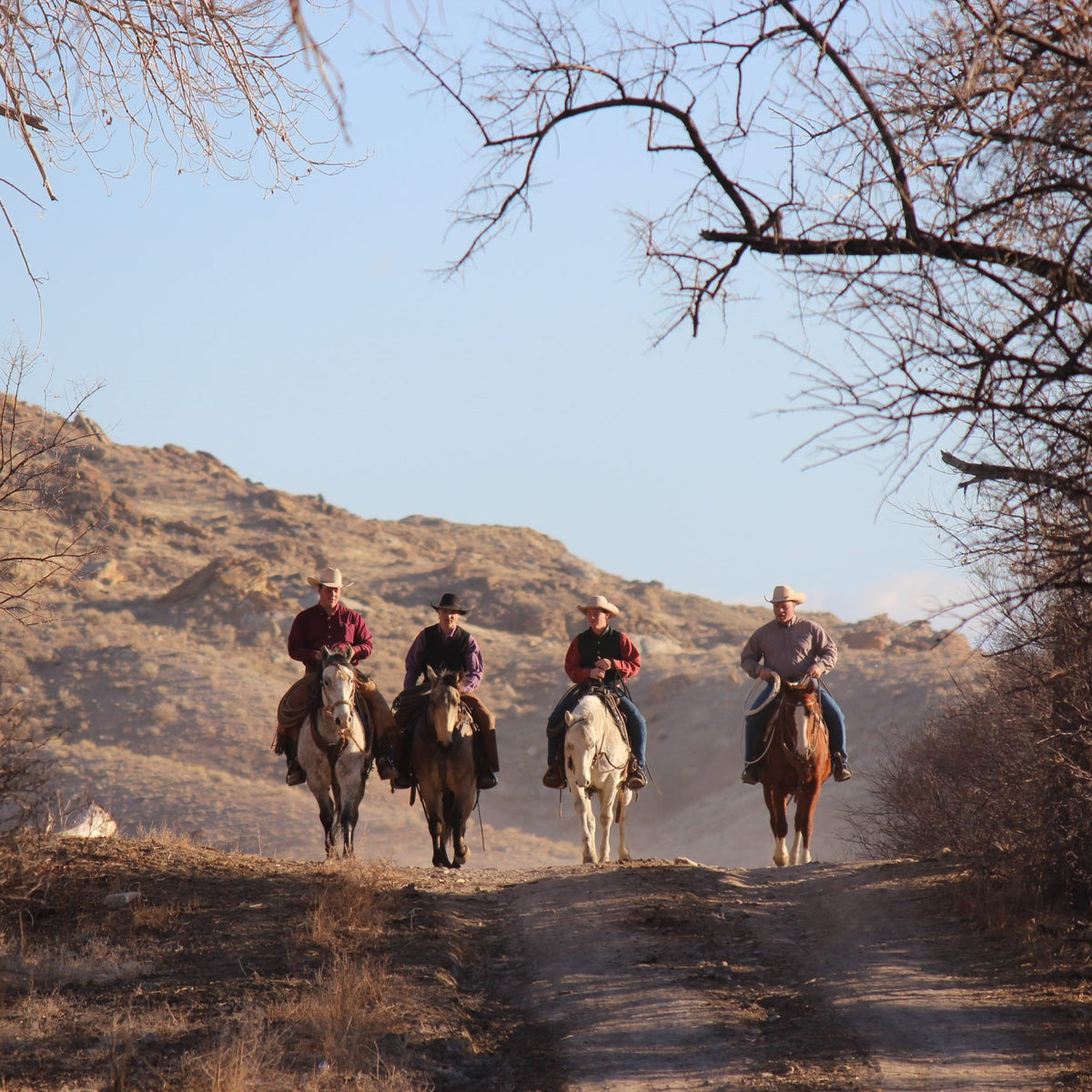 Importance of Diligence in Daily Horsemanship Practice – Weaver Equine