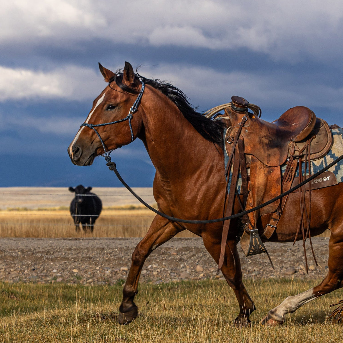 How to Choose the Right Rope Halter for Your Horse – Weaver Equine