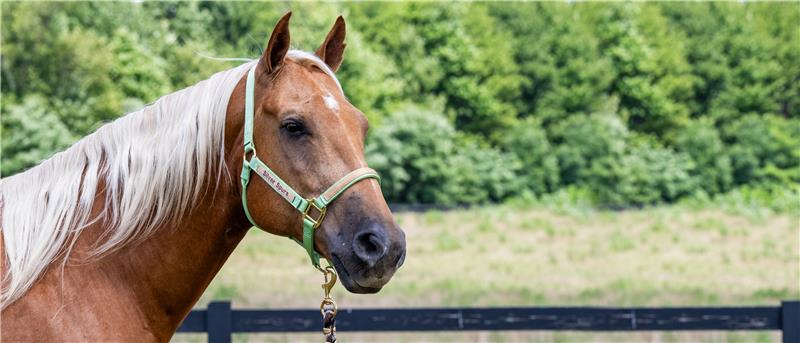 Custom Embroidered Nylon Horse Halters | Weaver Equine