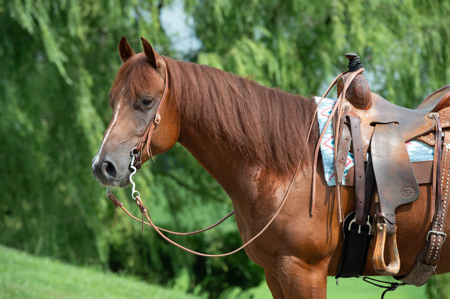 Snaffle horse bit store