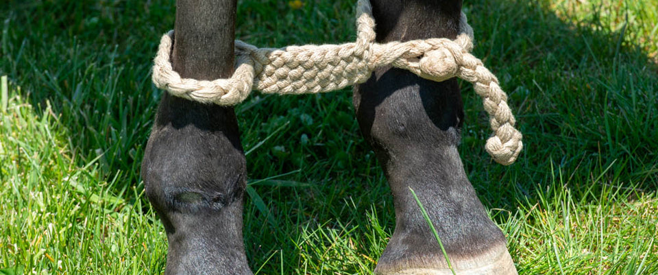 Leather & Nylon Horse Hobbles - Weaver Equine
