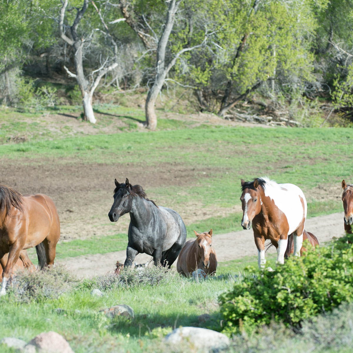 Miracle Collar® - Horse Cribbing Collar - Weaver Leather Equine ...