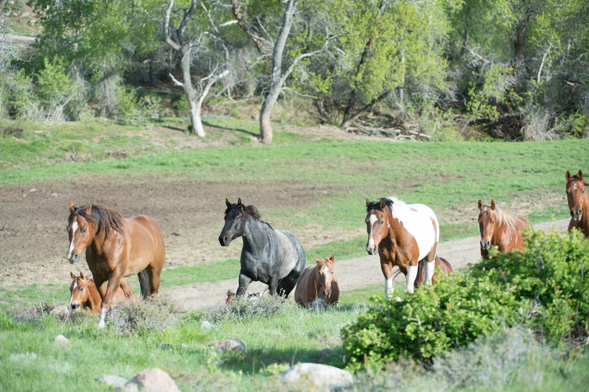 Miracle Collar® - Horse Cribbing Collar - Weaver Leather Equine ...