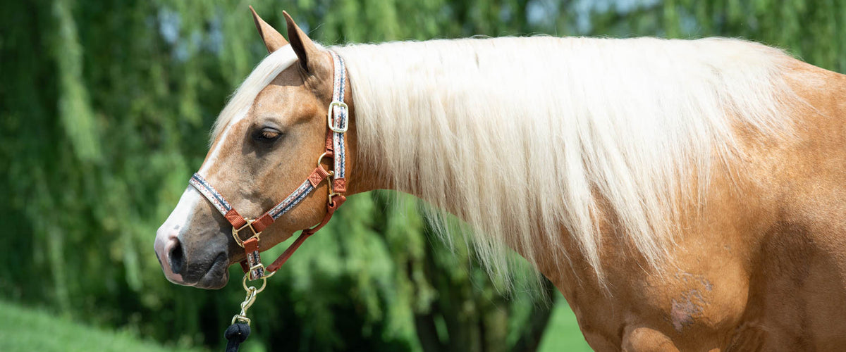 Nylon Horse Halters | Weaver Equine