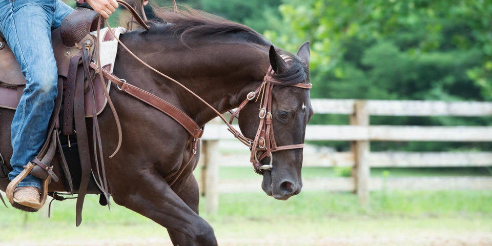ProTack® High-Quality Leather Tack Collection – Weaver Equine