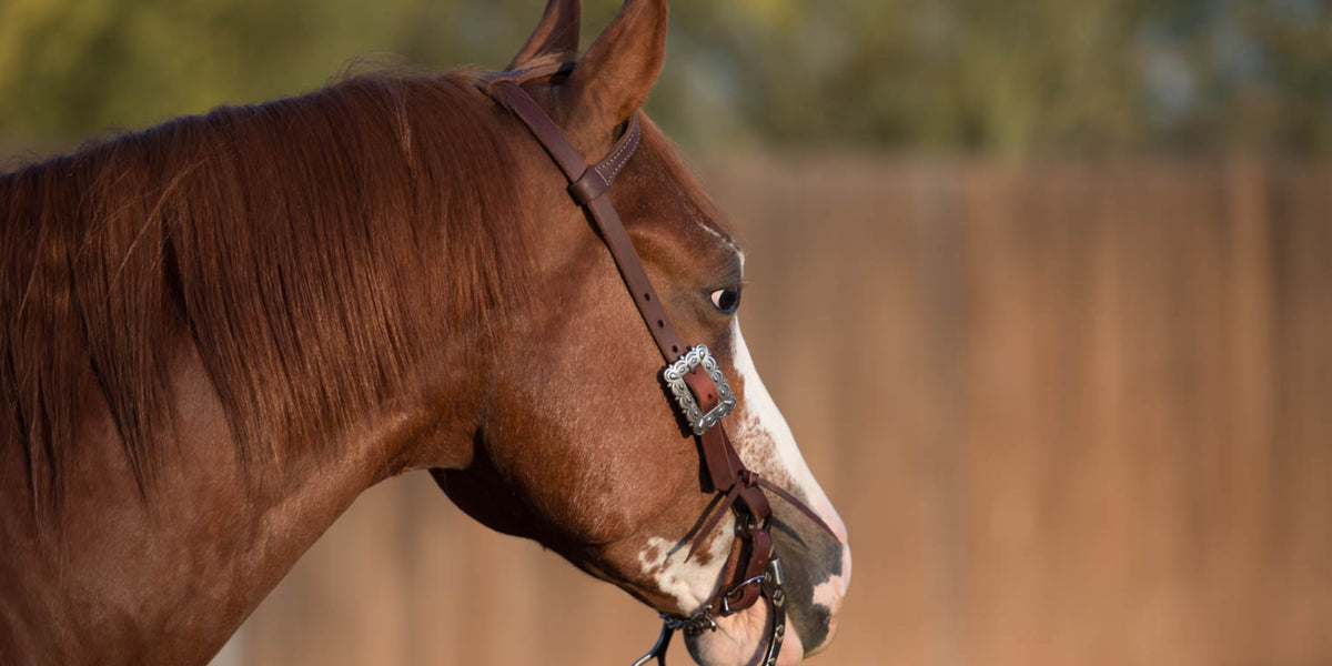 Reliable Working Tack for Everyday Use - Weaver Equine