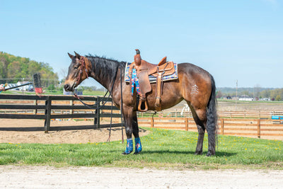 6 Foot Buggy Whip Weaver 6-Foot With 11-Inch Popper - Equine Track ...