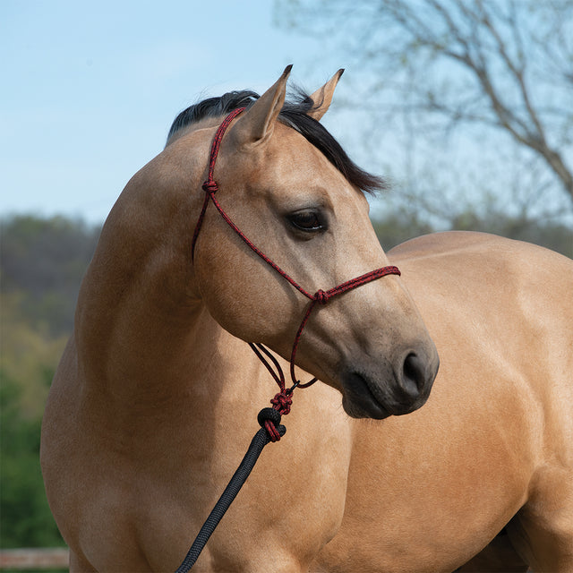 Silvertip Transition Rope Halter with Sliding Ring - Weaver Equine