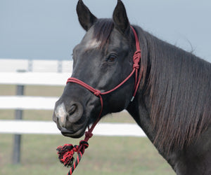 Choosing a Rope Halter – Weaver Equine